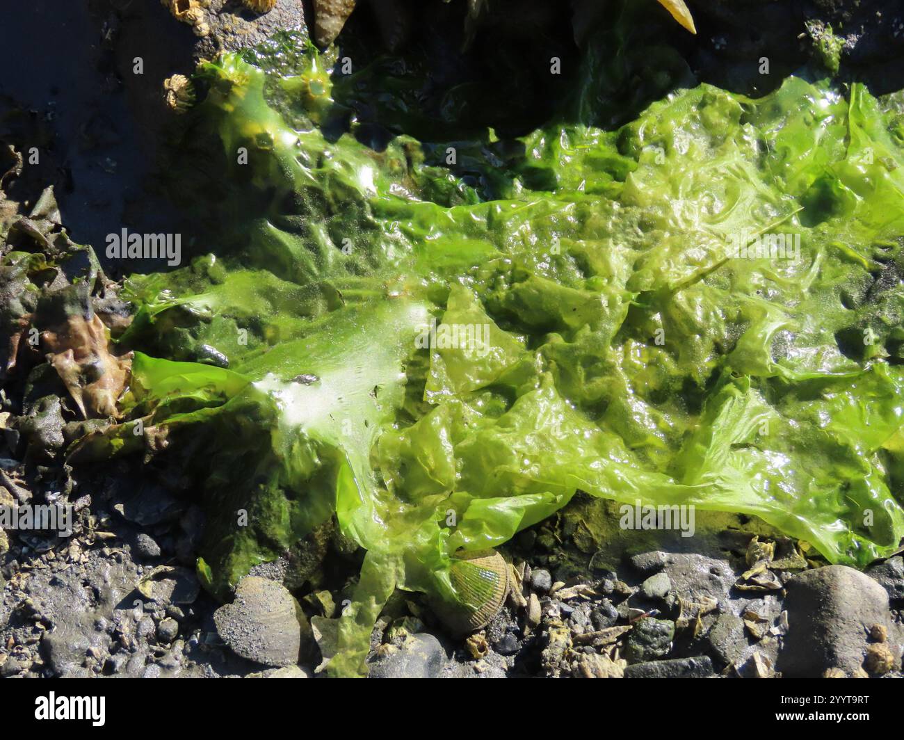 Broadleaf Sea Lettuce (Ulva lactuca Stock Photo - Alamy