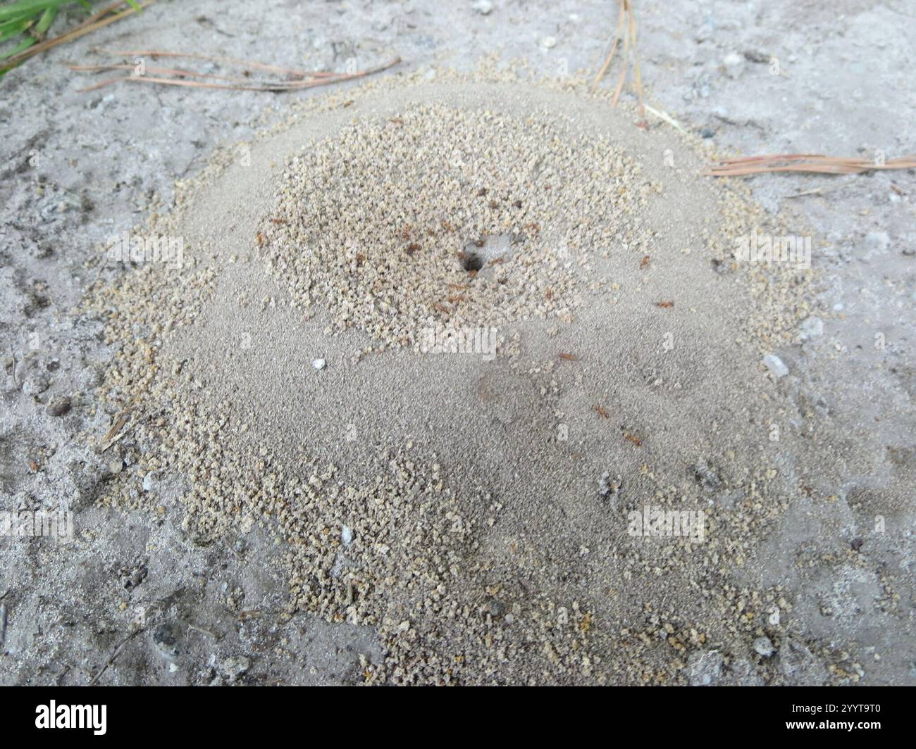 Buren's Pyramid Ant (Dorymyrmex bureni Stock Photo - Alamy