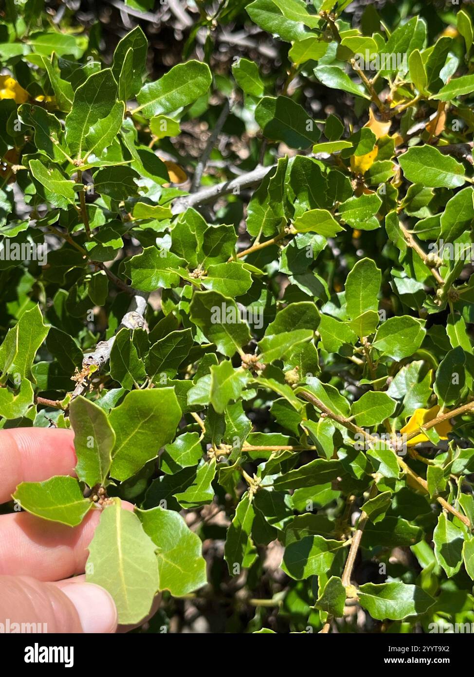 interior live oak (Quercus wislizeni Stock Photo - Alamy
