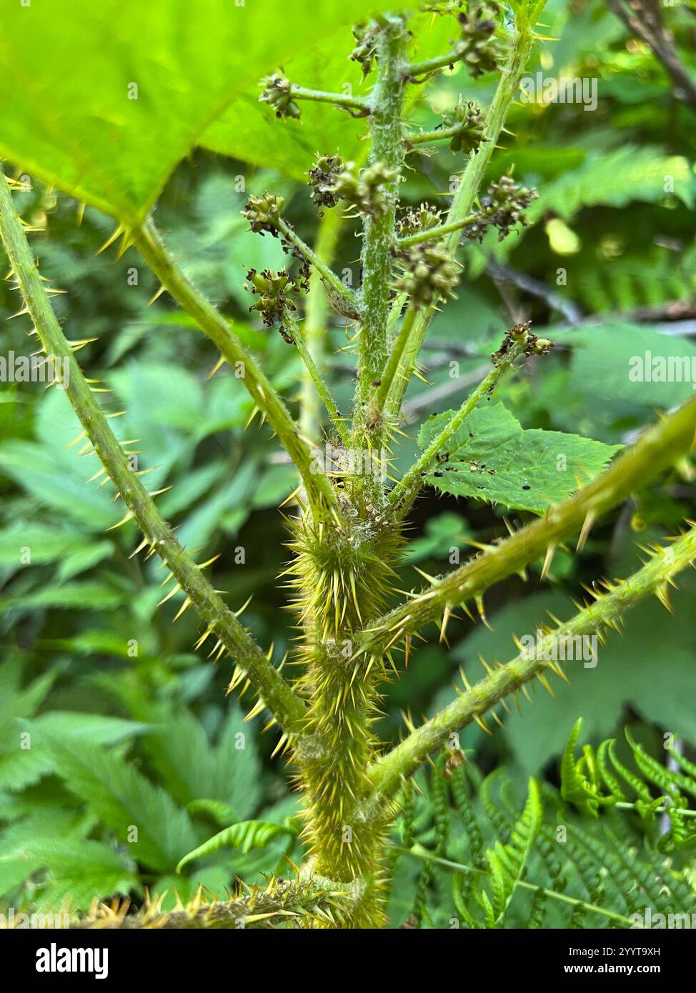 Devil's Club (Oplopanax horridus Stock Photo - Alamy