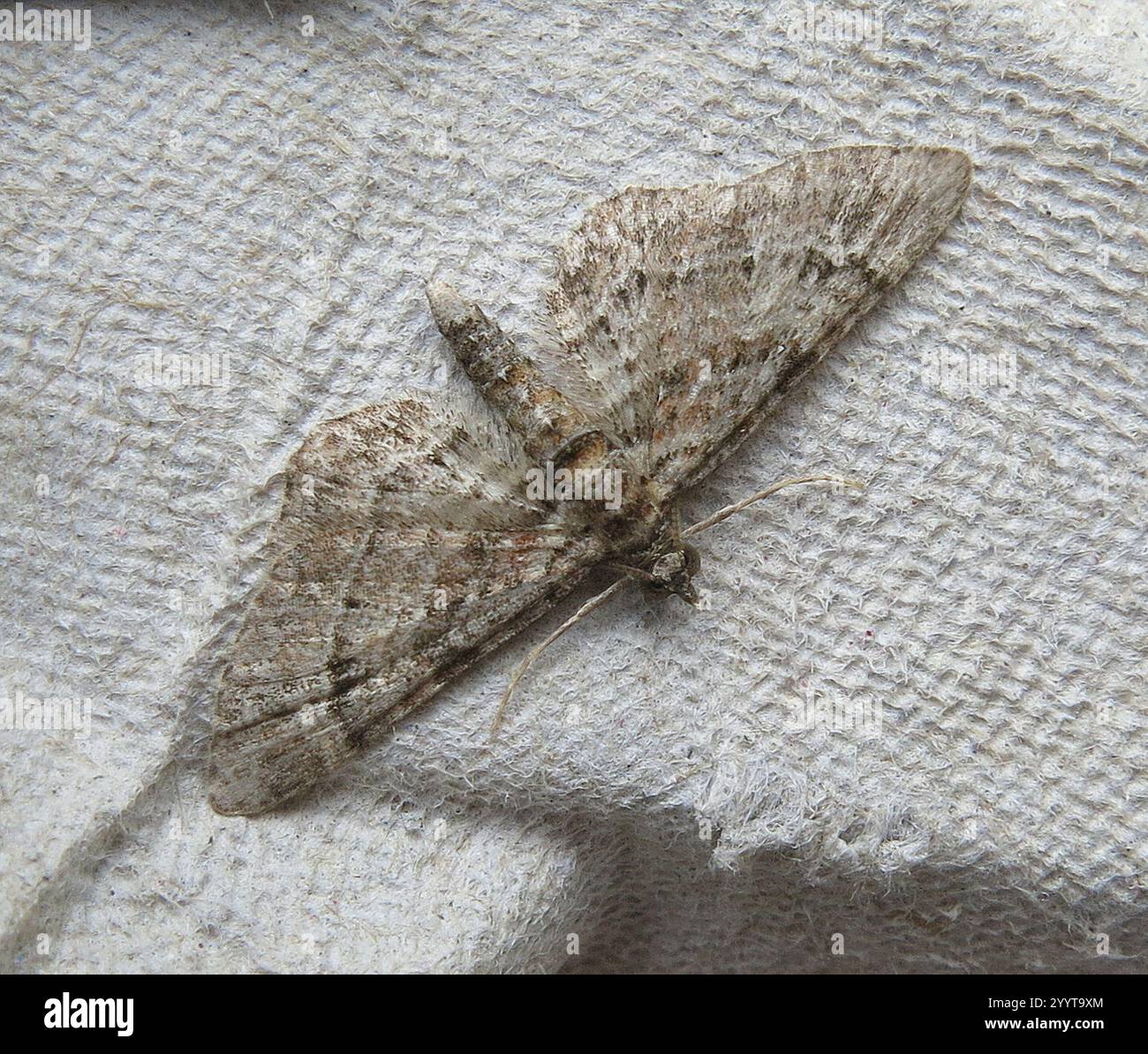 Gymnoscelis rufifasciata hi-res stock photography and images - Alamy