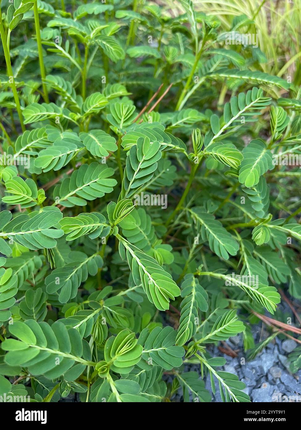 Chamberbitter (Phyllanthus urinaria Stock Photo - Alamy