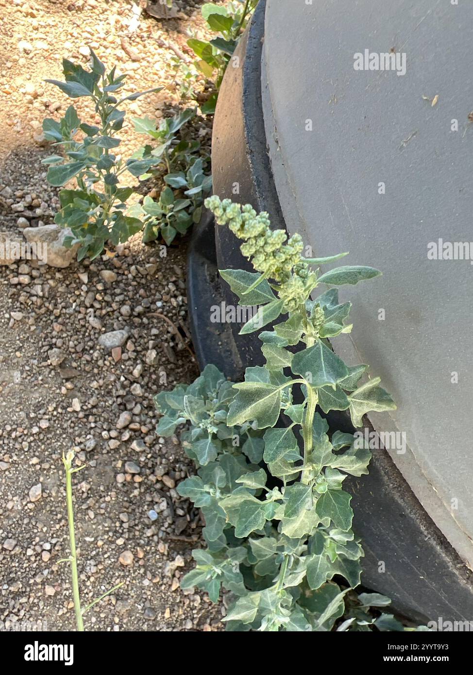 Subfamily chenopodioideae hi-res stock photography and images - Alamy