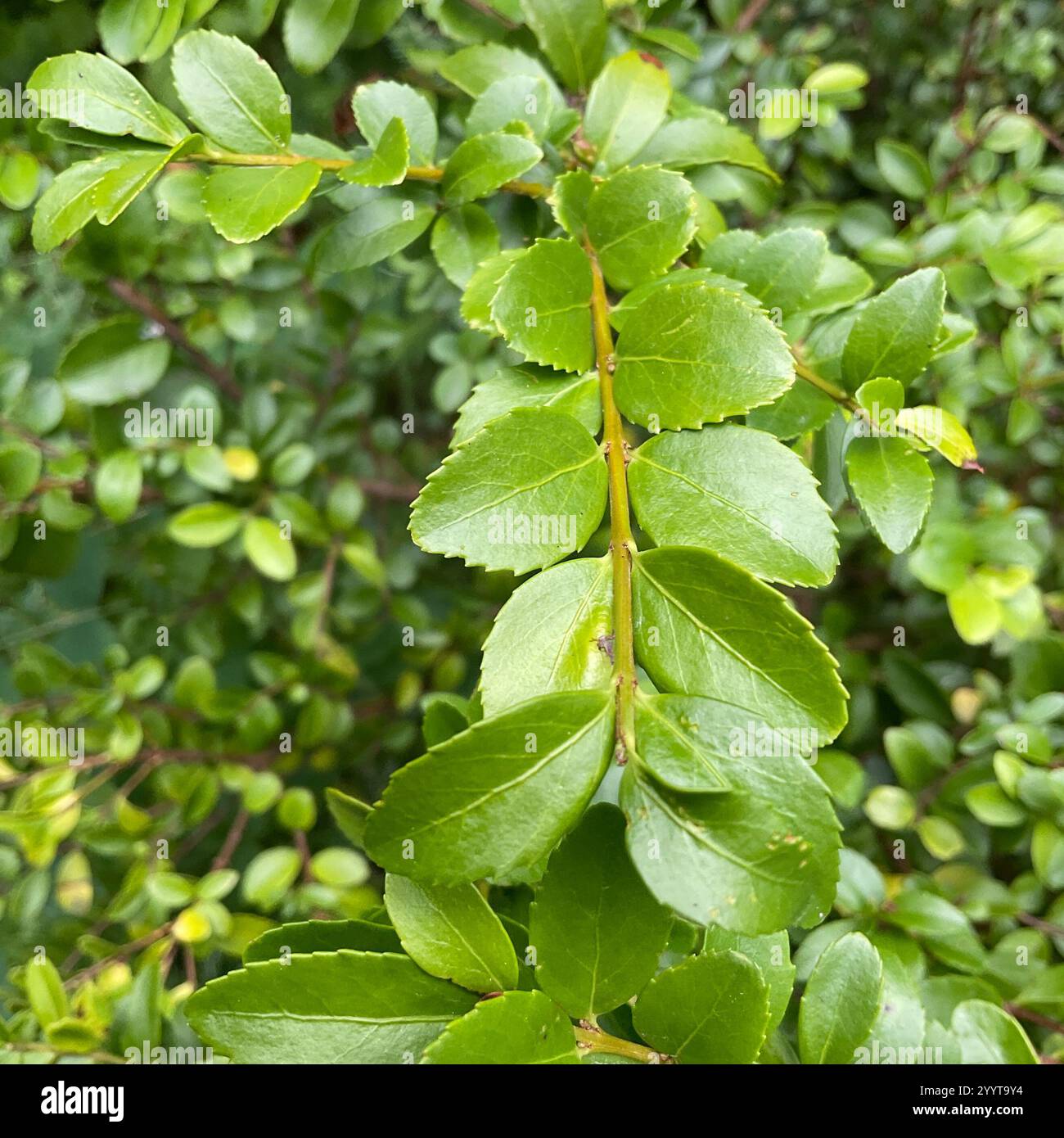 Oregon Boxwood (Paxistima myrsinites Stock Photo - Alamy
