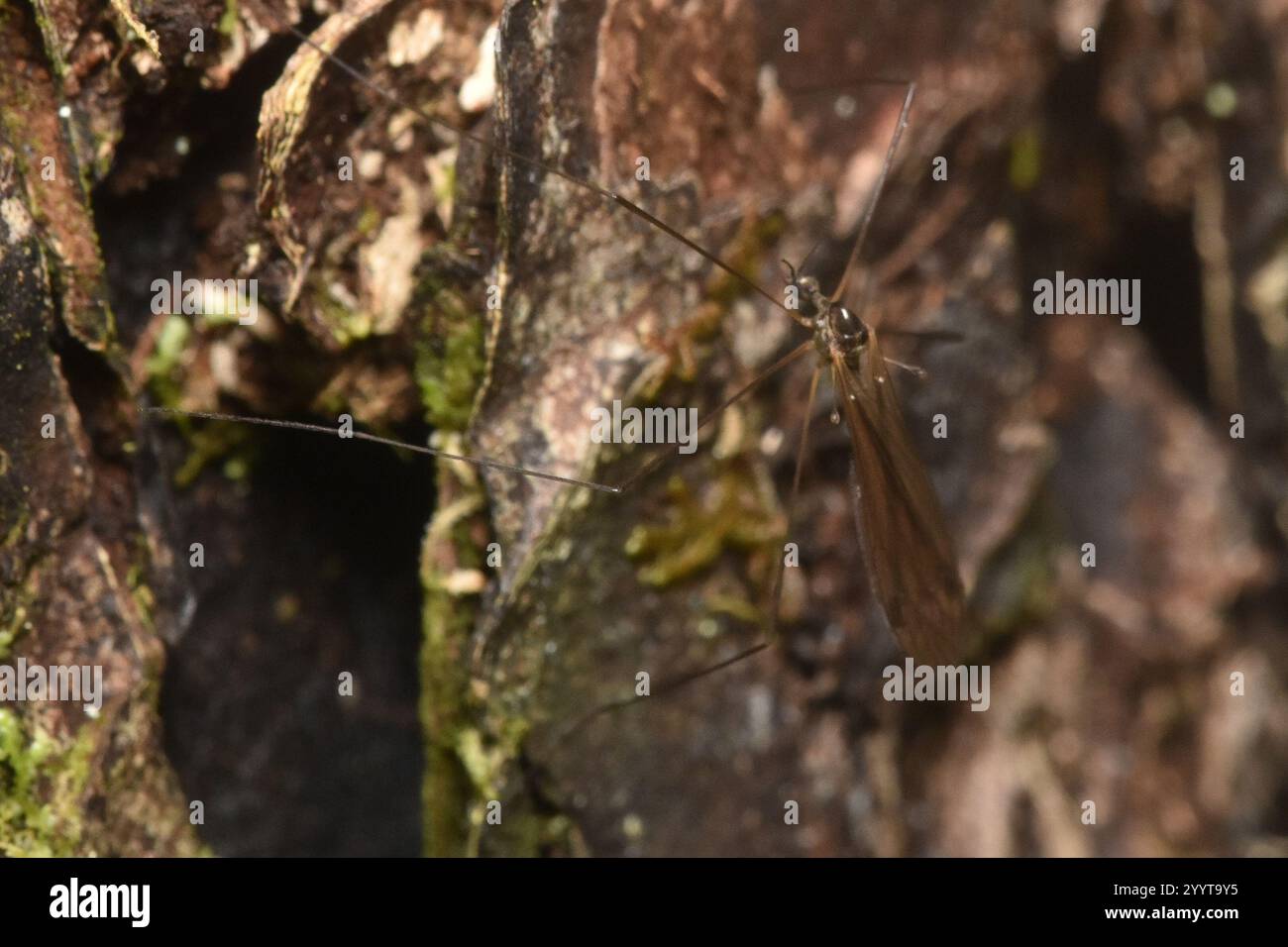 Typical Crane Flies (Tipuloidea Stock Photo - Alamy