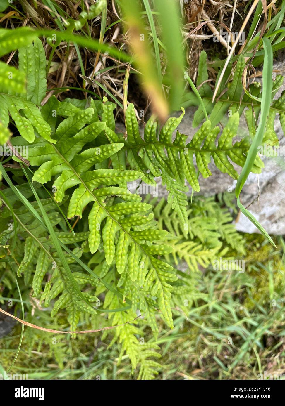 common polypody (Polypodium vulgare Stock Photo - Alamy
