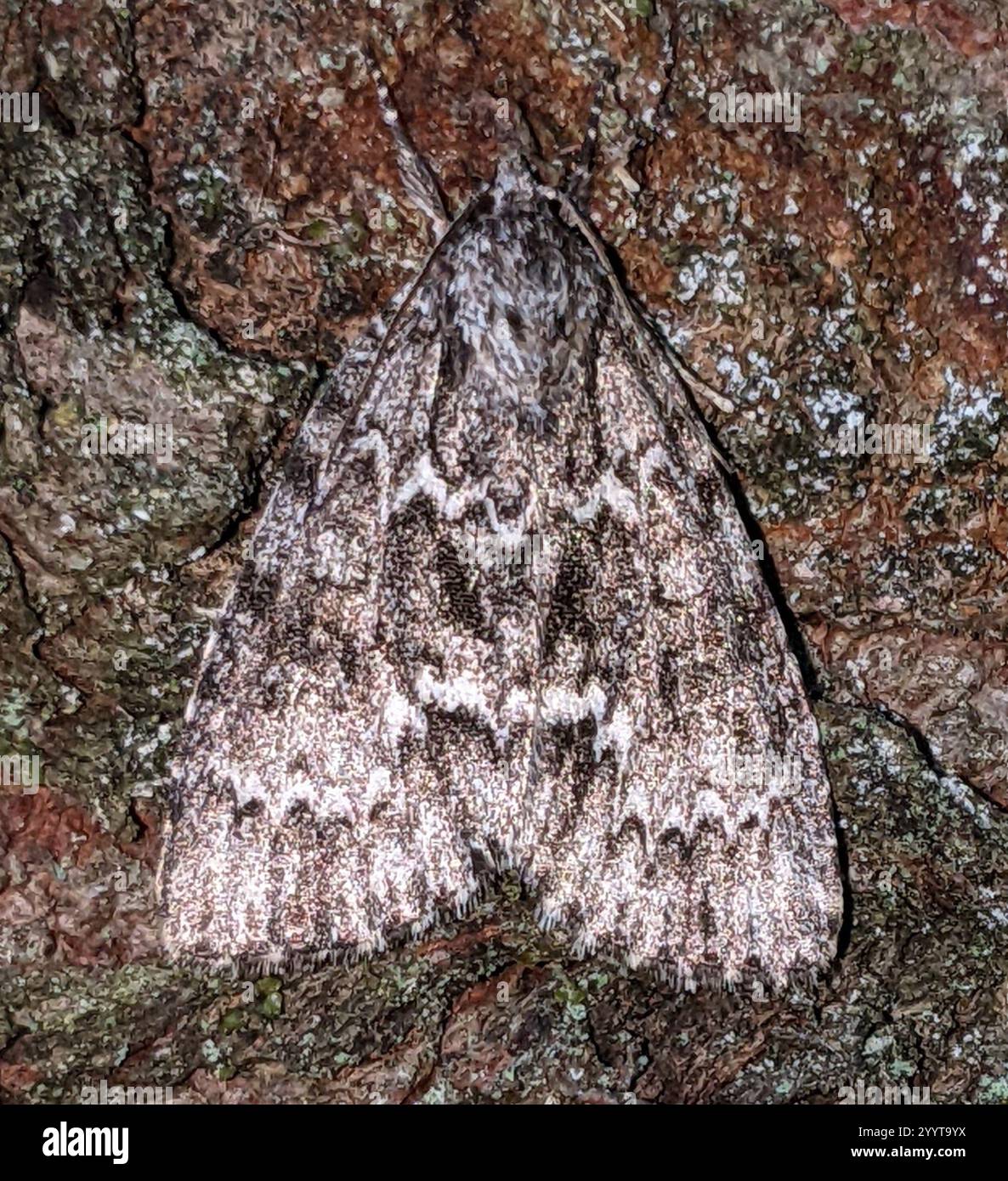 Dagger Moths (Acronicta Stock Photo - Alamy