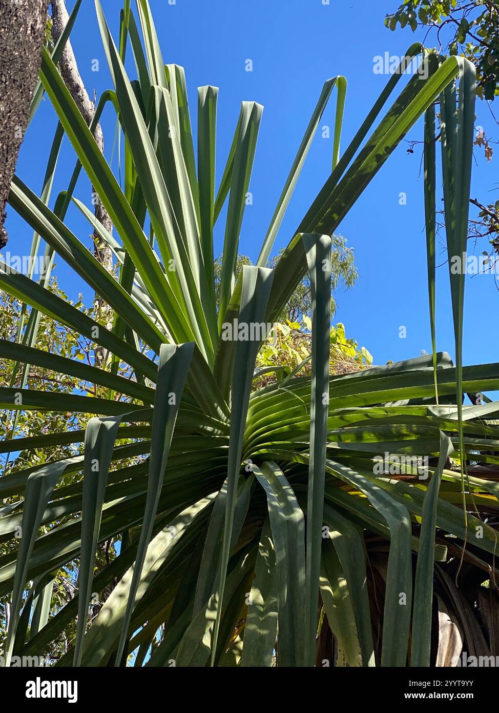 Screw Palm (Pandanus spiralis Stock Photo - Alamy