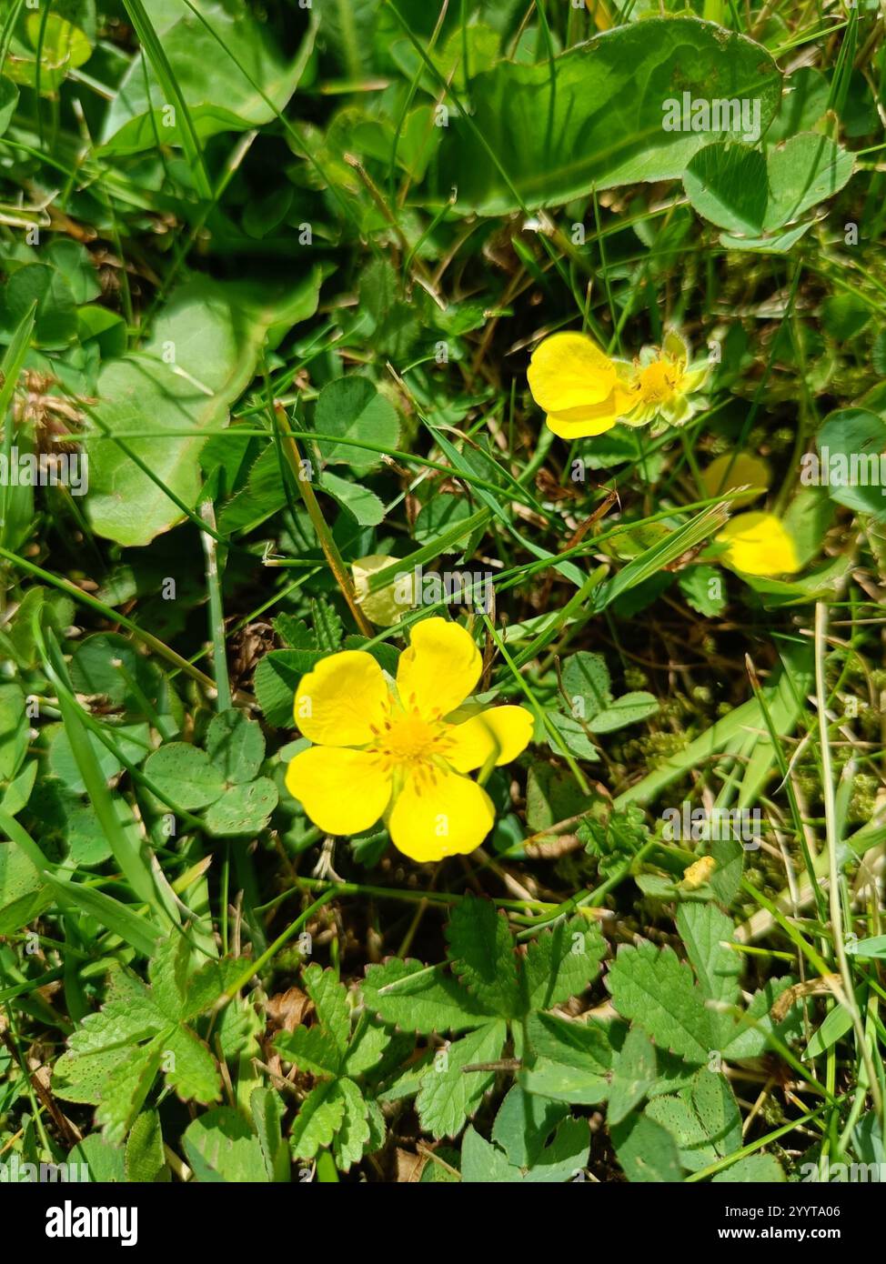 Creeping cinquefoil (Potentilla reptans Stock Photo - Alamy