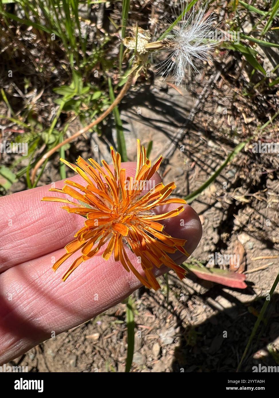 orange agoseris (Agoseris aurantiaca Stock Photo - Alamy
