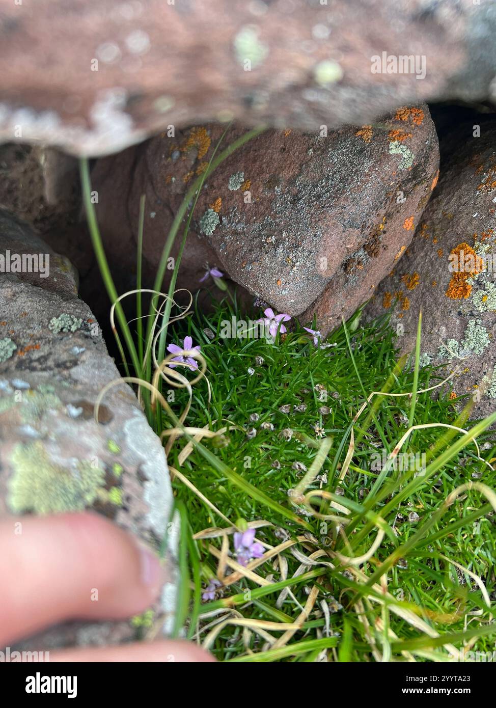 Moss Campion (Silene acaulis Stock Photo - Alamy