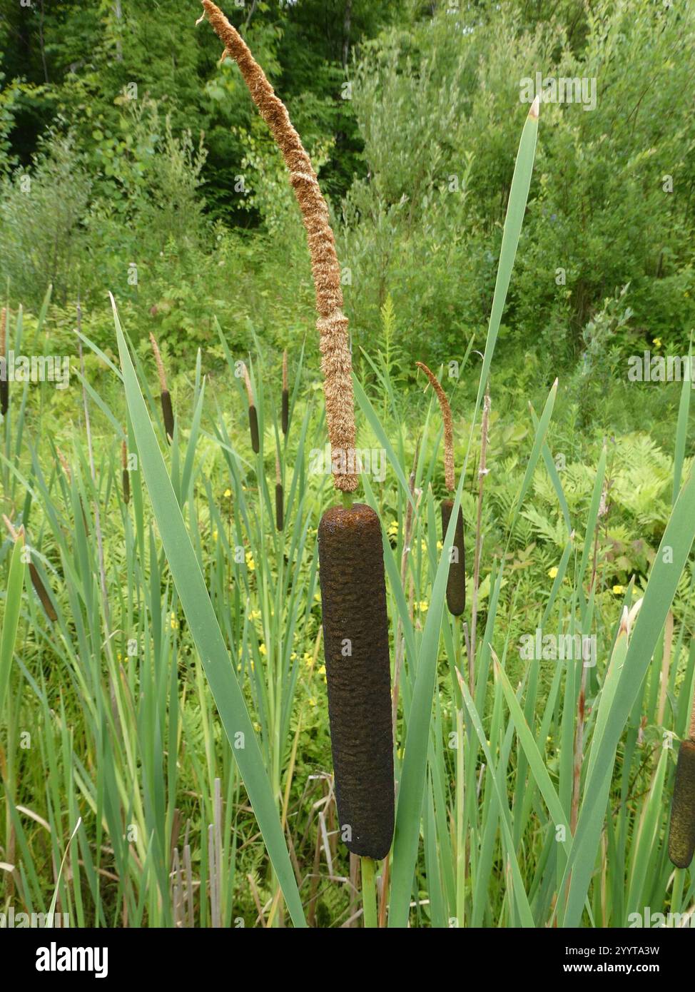 broadleaf cattail (Typha latifolia Stock Photo - Alamy