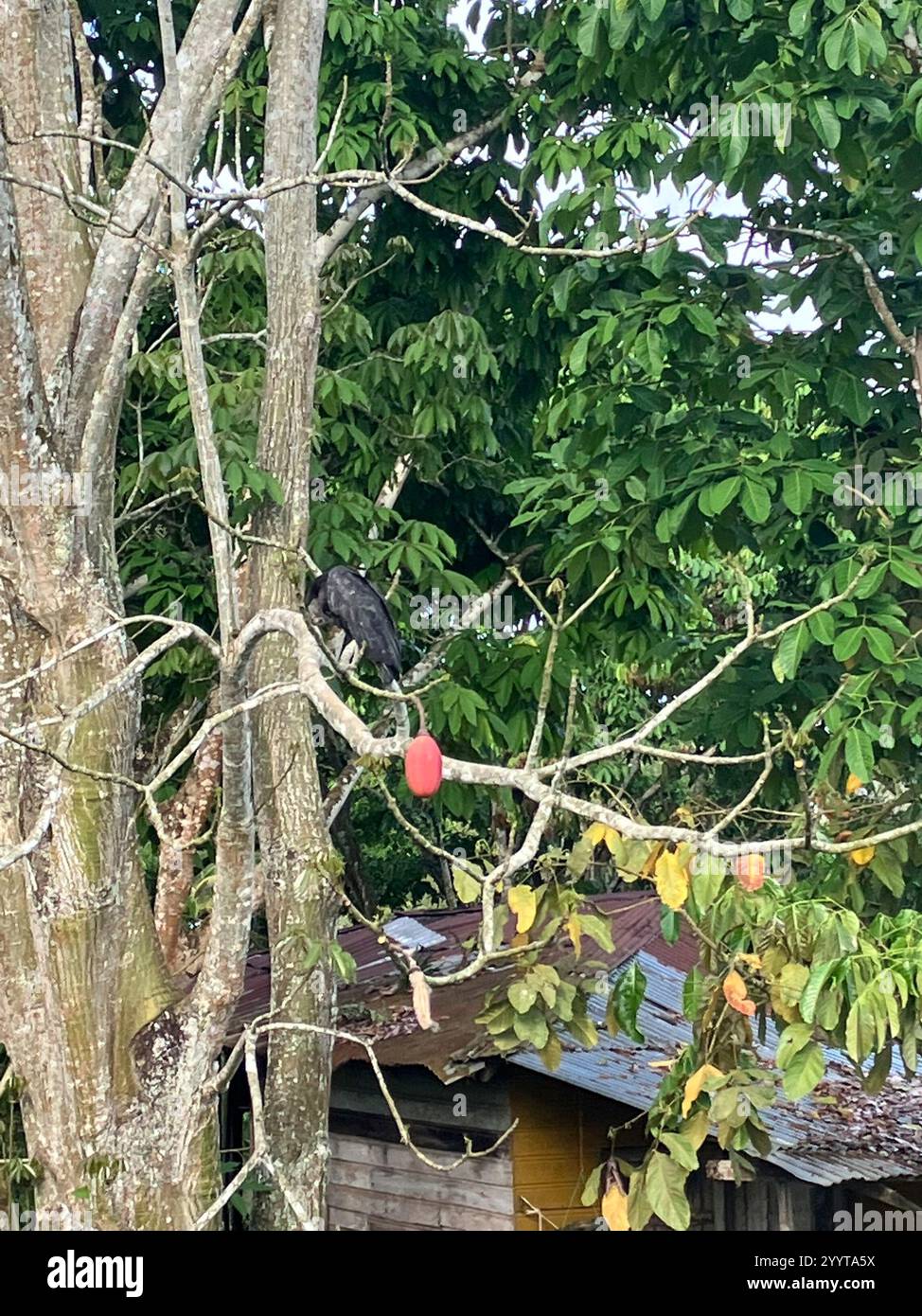 Provision tree pachira aquatica hi-res stock photography and images - Alamy