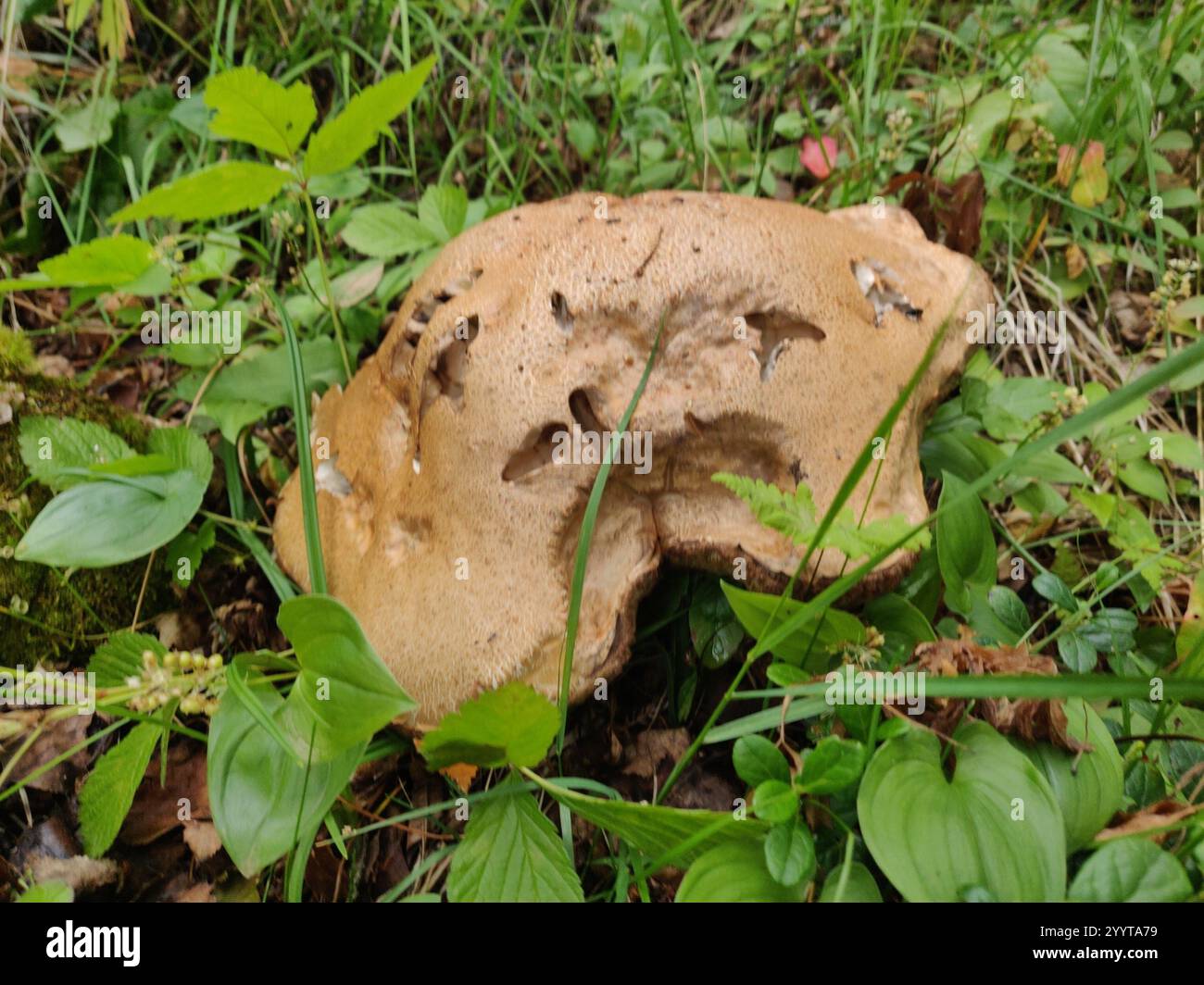 Velvet Bolete (Suillus variegatus Stock Photo - Alamy