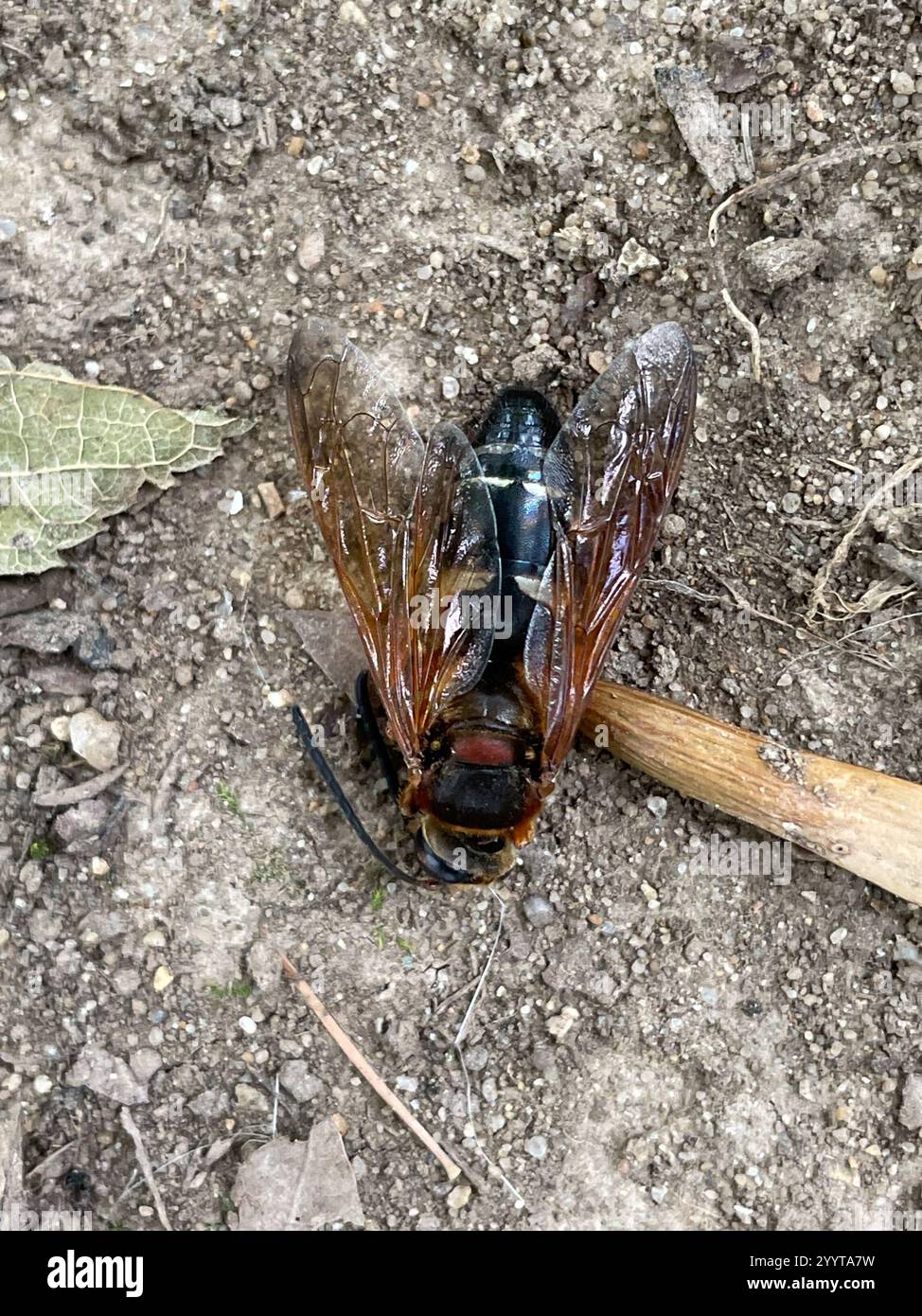Eastern Cicada-killer Wasp (Sphecius speciosus Stock Photo - Alamy