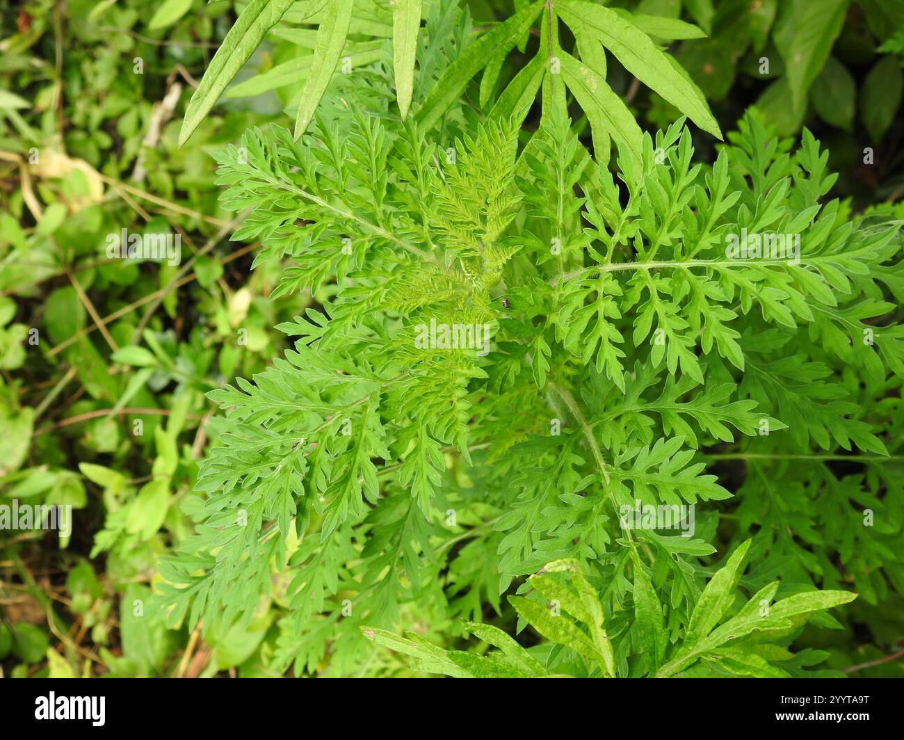 common ragweed (Ambrosia artemisiifolia Stock Photo - Alamy