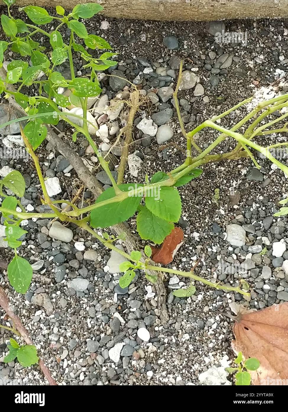 nightshade family (Solanaceae Stock Photo - Alamy