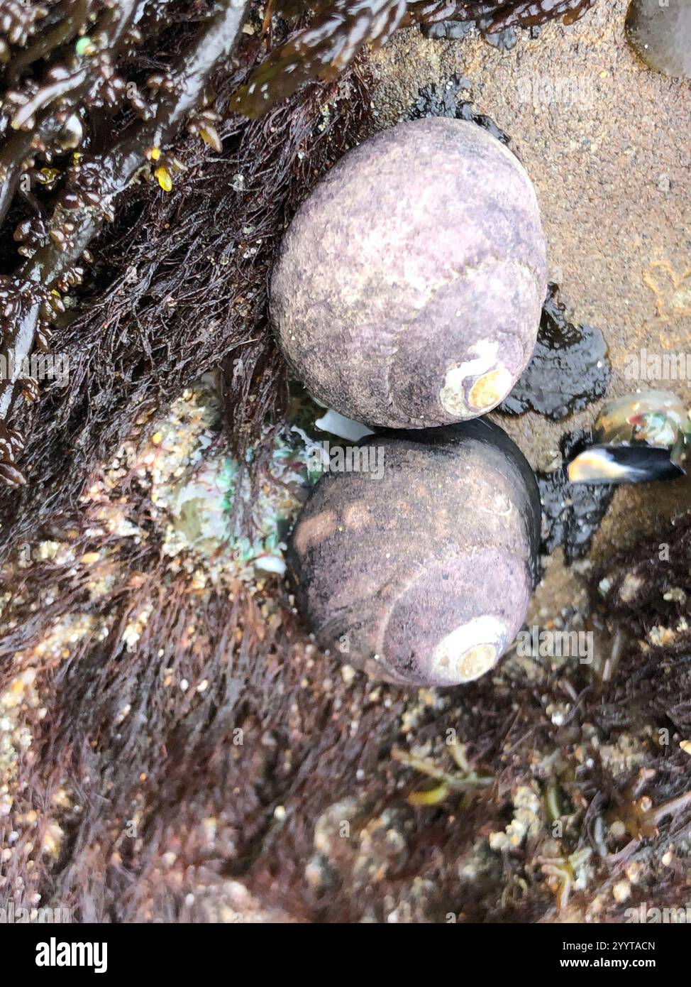 Black Tegula (Tegula funebralis Stock Photo - Alamy