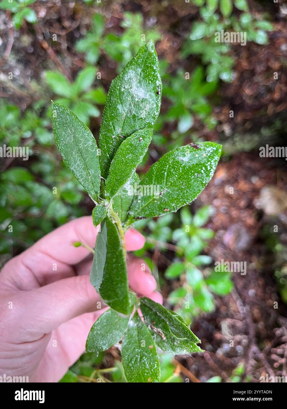 mock azalea (Rhododendron menziesii Stock Photo - Alamy