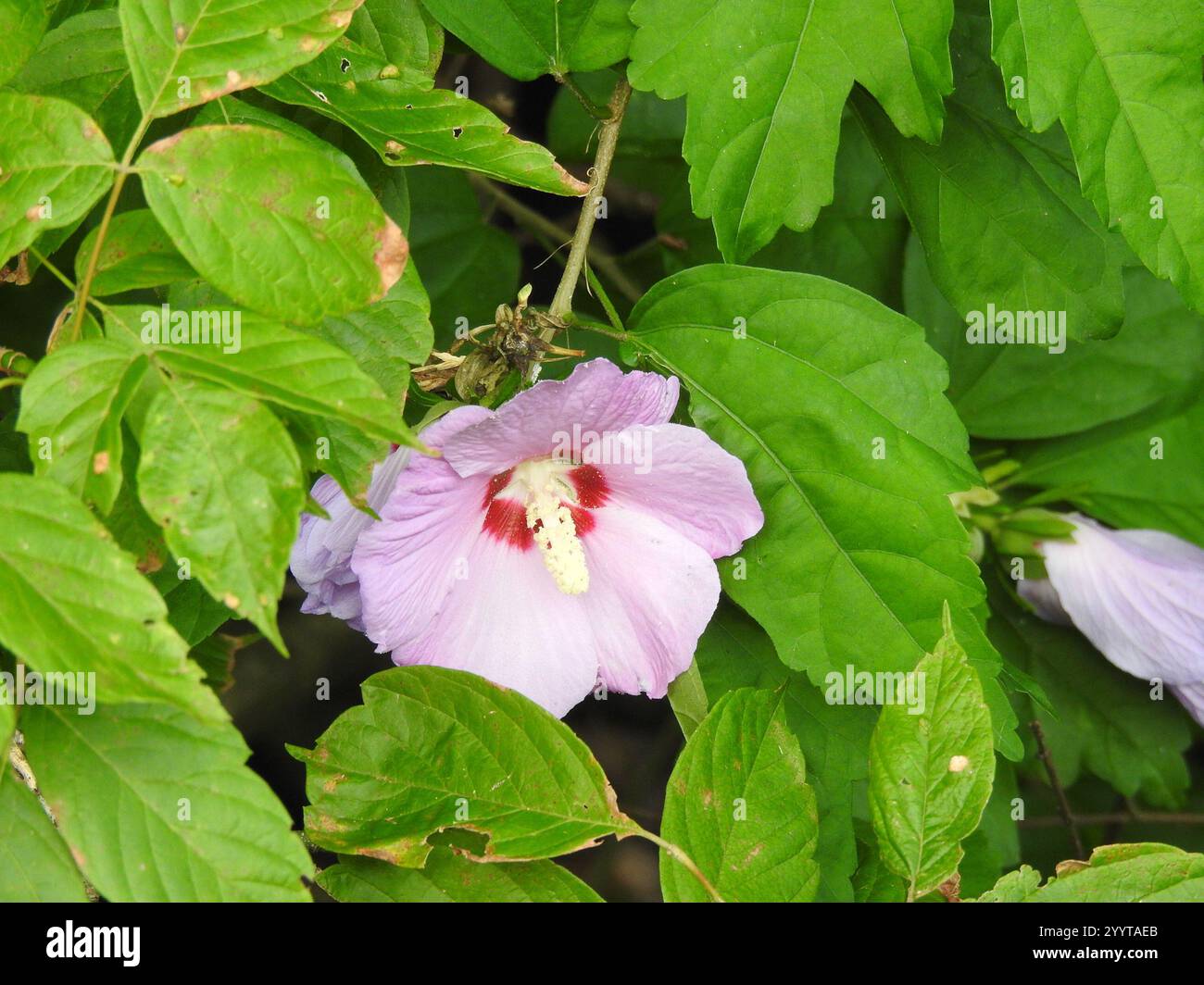 common hibiscus (Hibiscus syriacus Stock Photo - Alamy