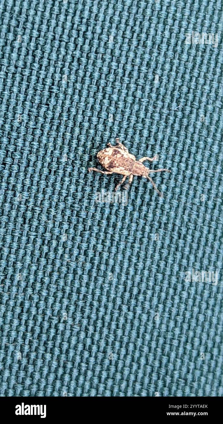 Peach weevil hi-res stock photography and images - Alamy