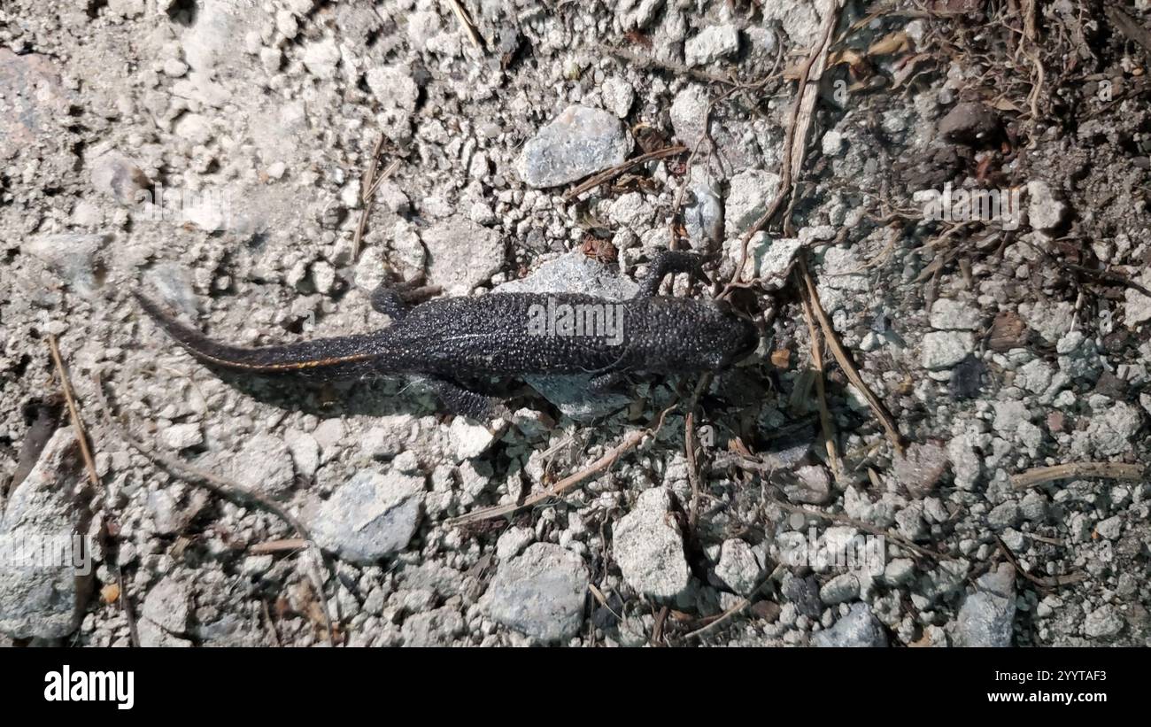 Great Crested Newt (Triturus cristatus Stock Photo - Alamy
