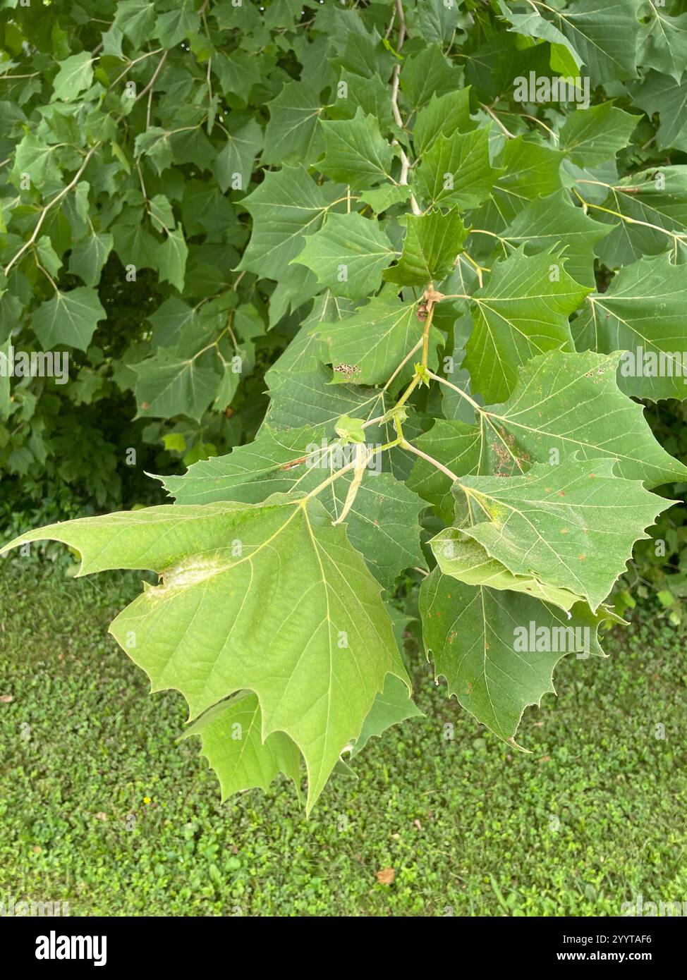 American sycamore (Platanus occidentalis Stock Photo - Alamy