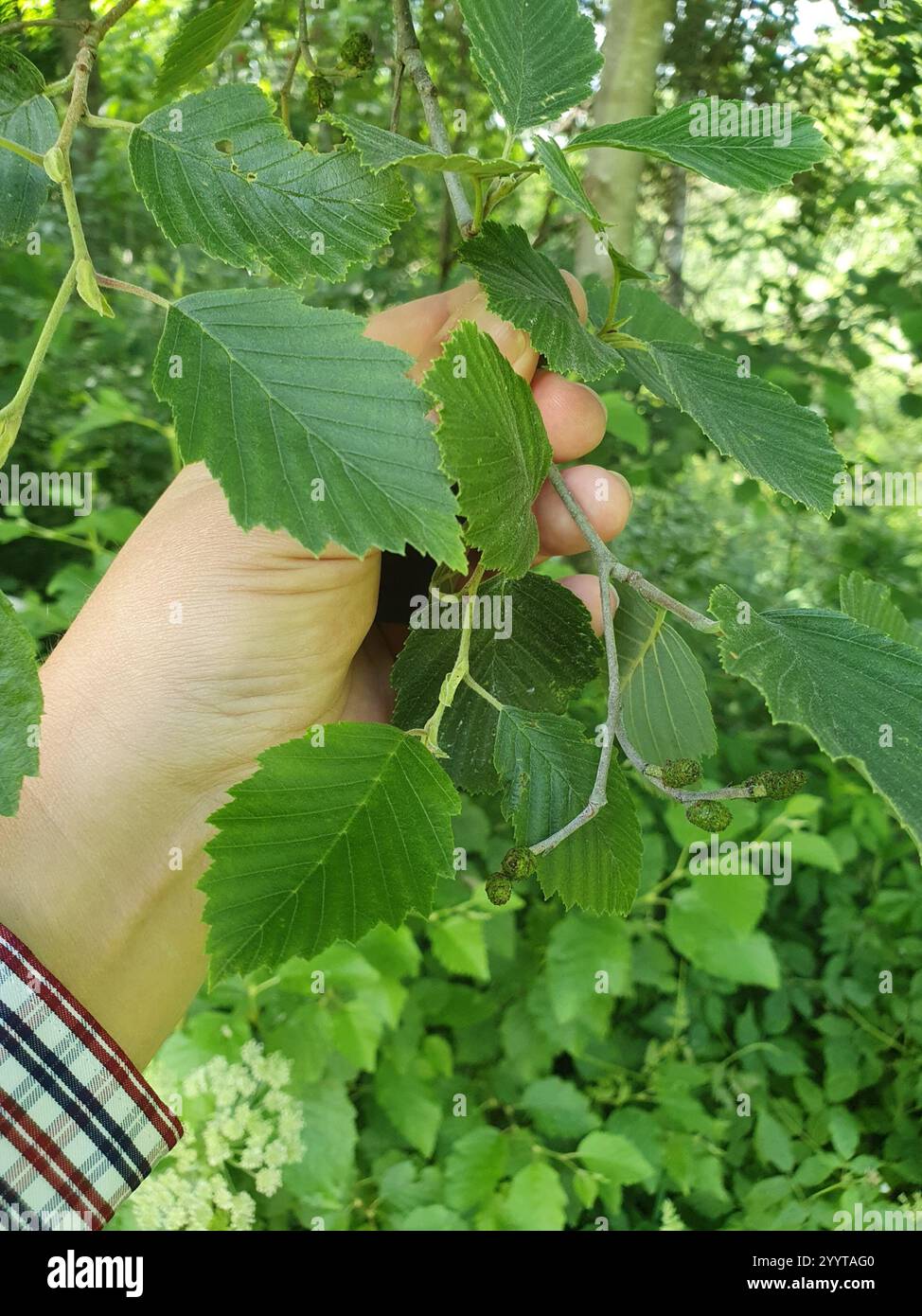 grey alder (Alnus incana Stock Photo - Alamy