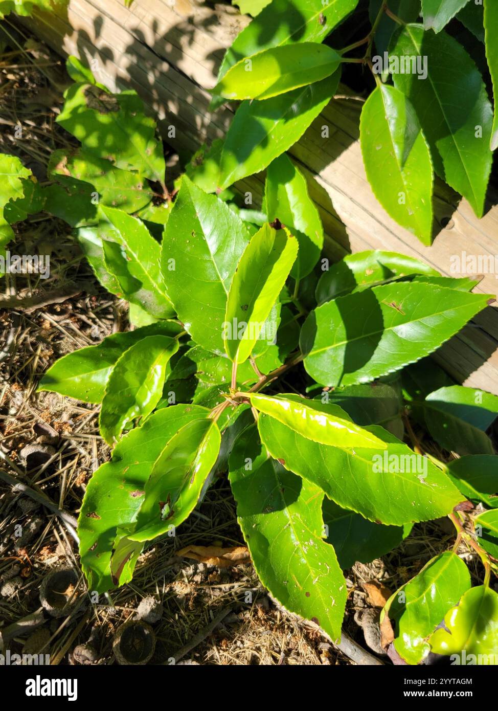 Portuguese laurel (Prunus lusitanica Stock Photo - Alamy