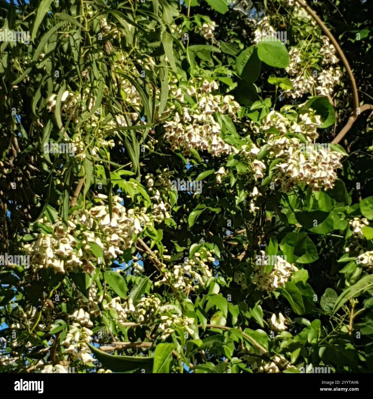 wonga vine (Pandorea pandorana Stock Photo - Alamy