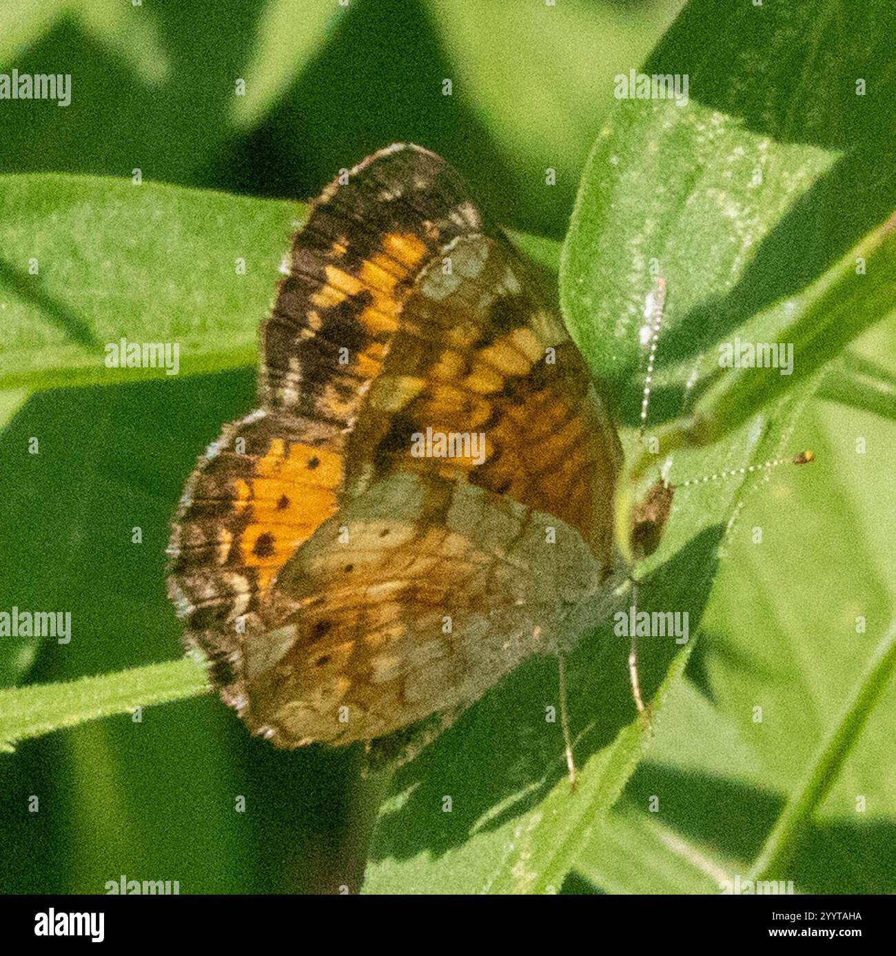Northern Crescent (Phyciodes cocyta Stock Photo - Alamy