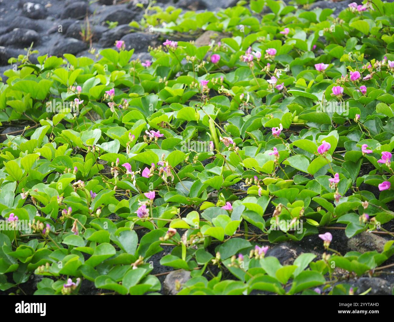 Beach Bean (Canavalia rosea Stock Photo - Alamy