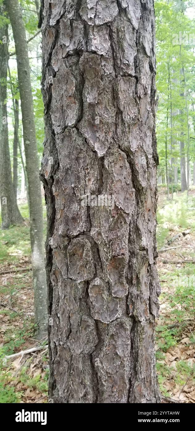 pitch pine (Pinus rigida Stock Photo - Alamy