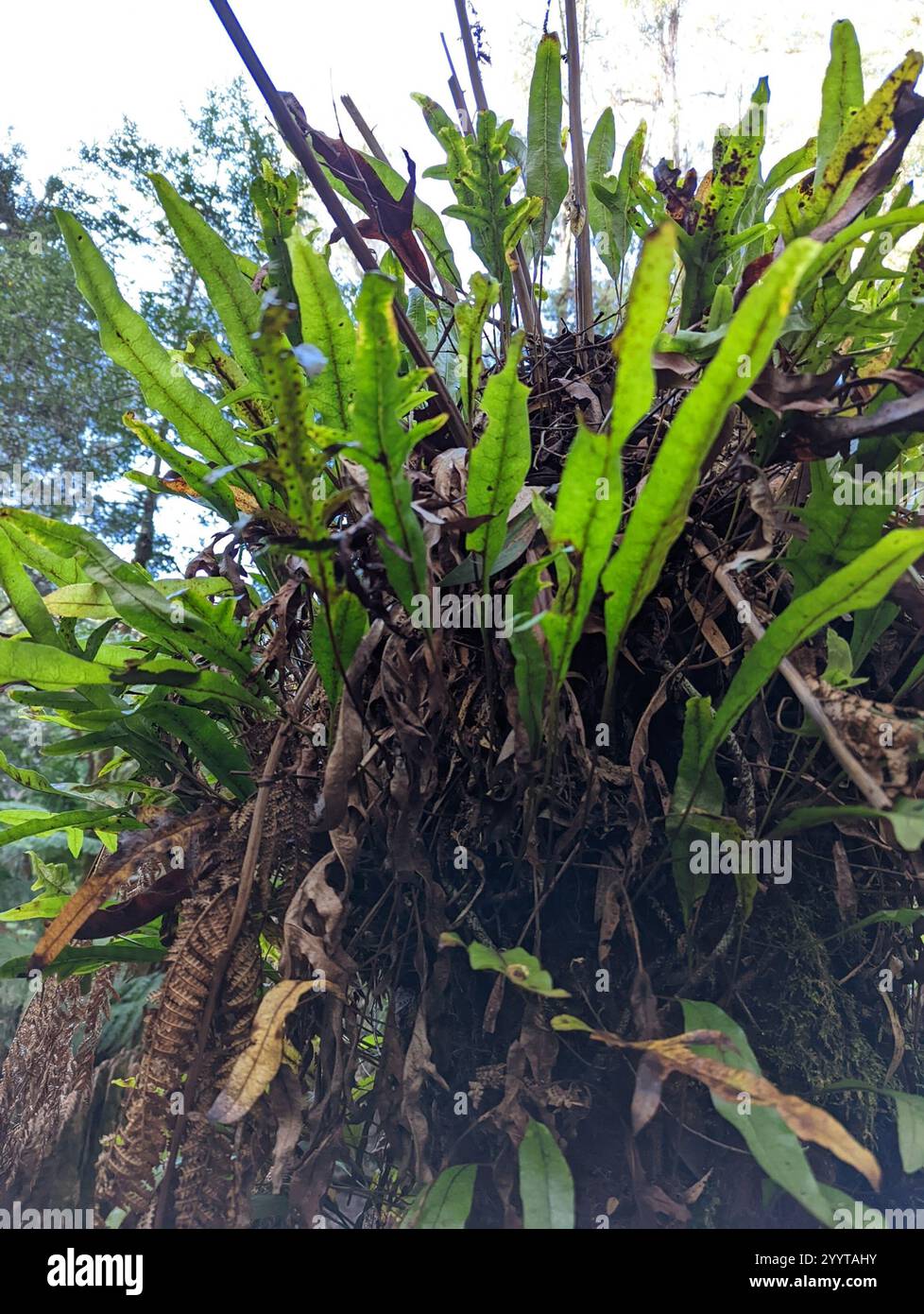 Kangaroo Fern (Microsorum pustulatum pustulatum Stock Photo - Alamy