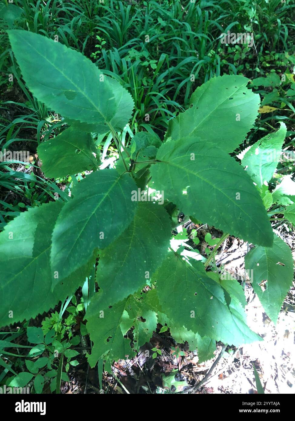 late figwort (Scrophularia marilandica Stock Photo - Alamy