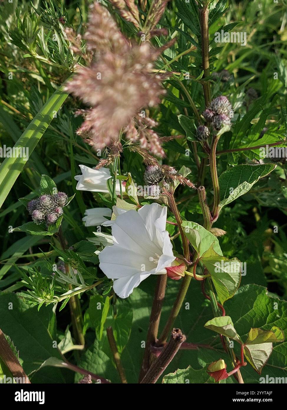 hedge bindweed (Calystegia sepium Stock Photo - Alamy