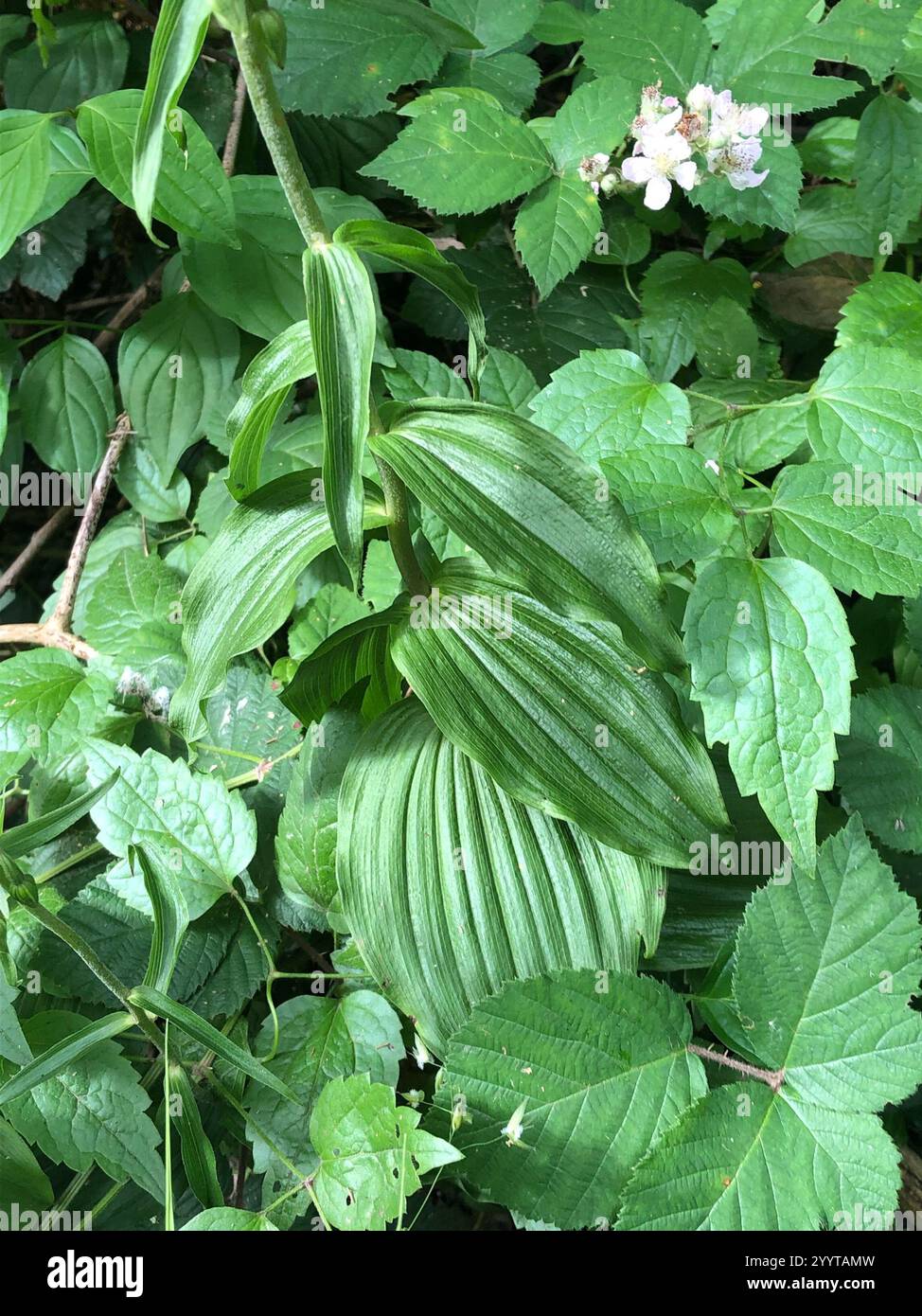 Broad-leaved helleborine (Epipactis helleborine Stock Photo - Alamy