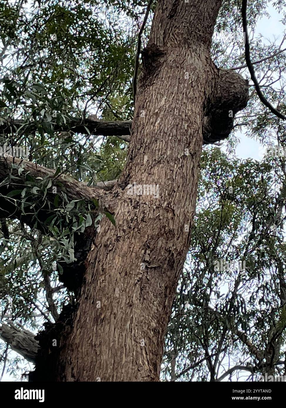 Tallowwood (Eucalyptus microcorys Stock Photo - Alamy