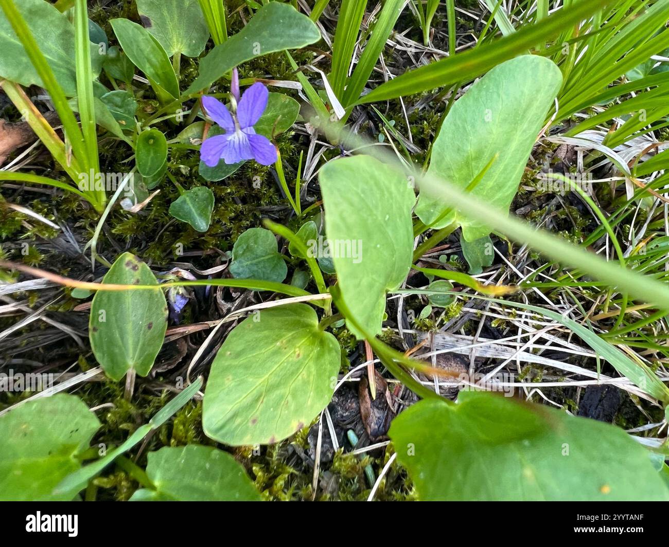 hookedspur violet (Viola adunca Stock Photo - Alamy
