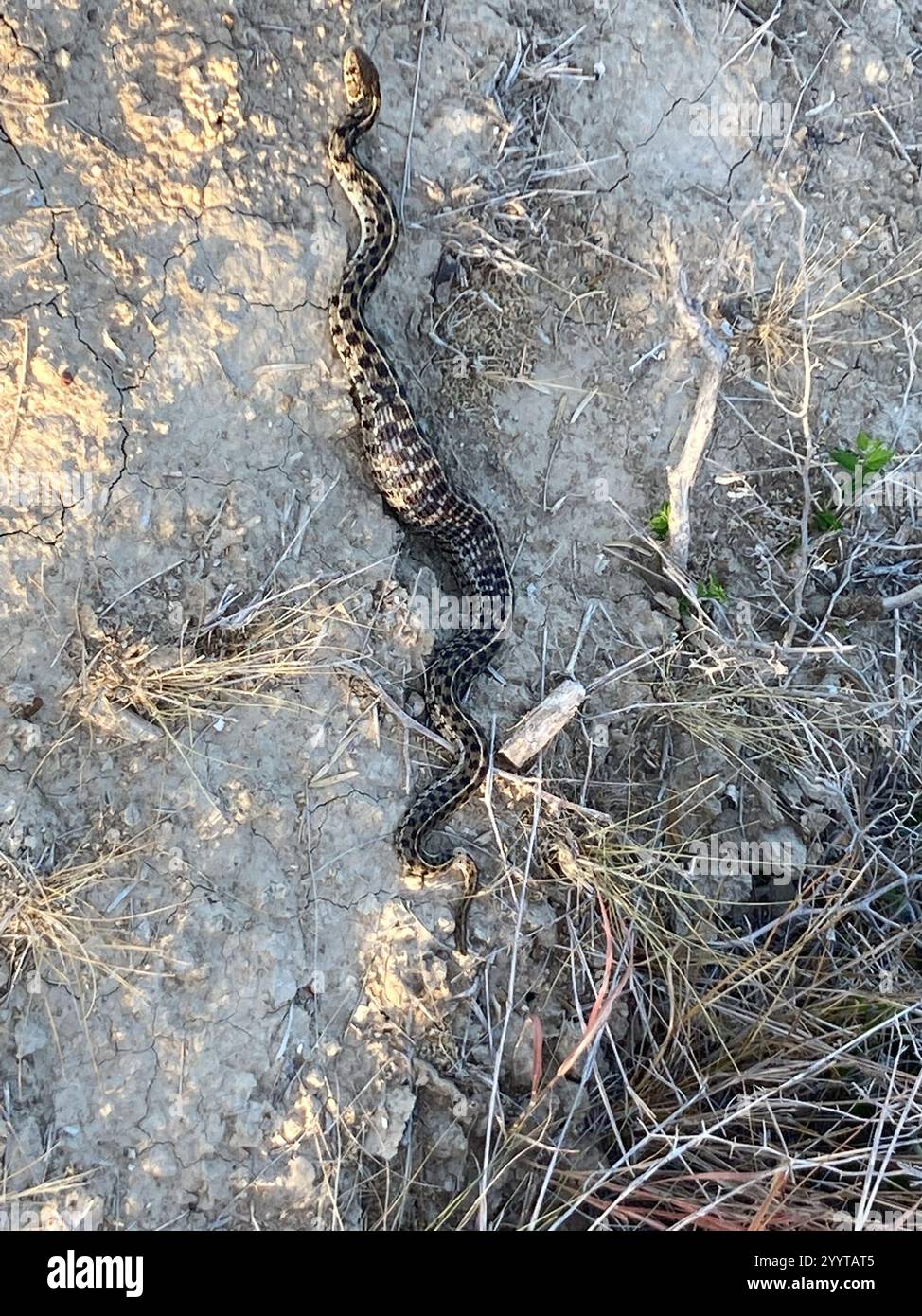 Checkered Garter Snake (Thamnophis marcianus Stock Photo - Alamy