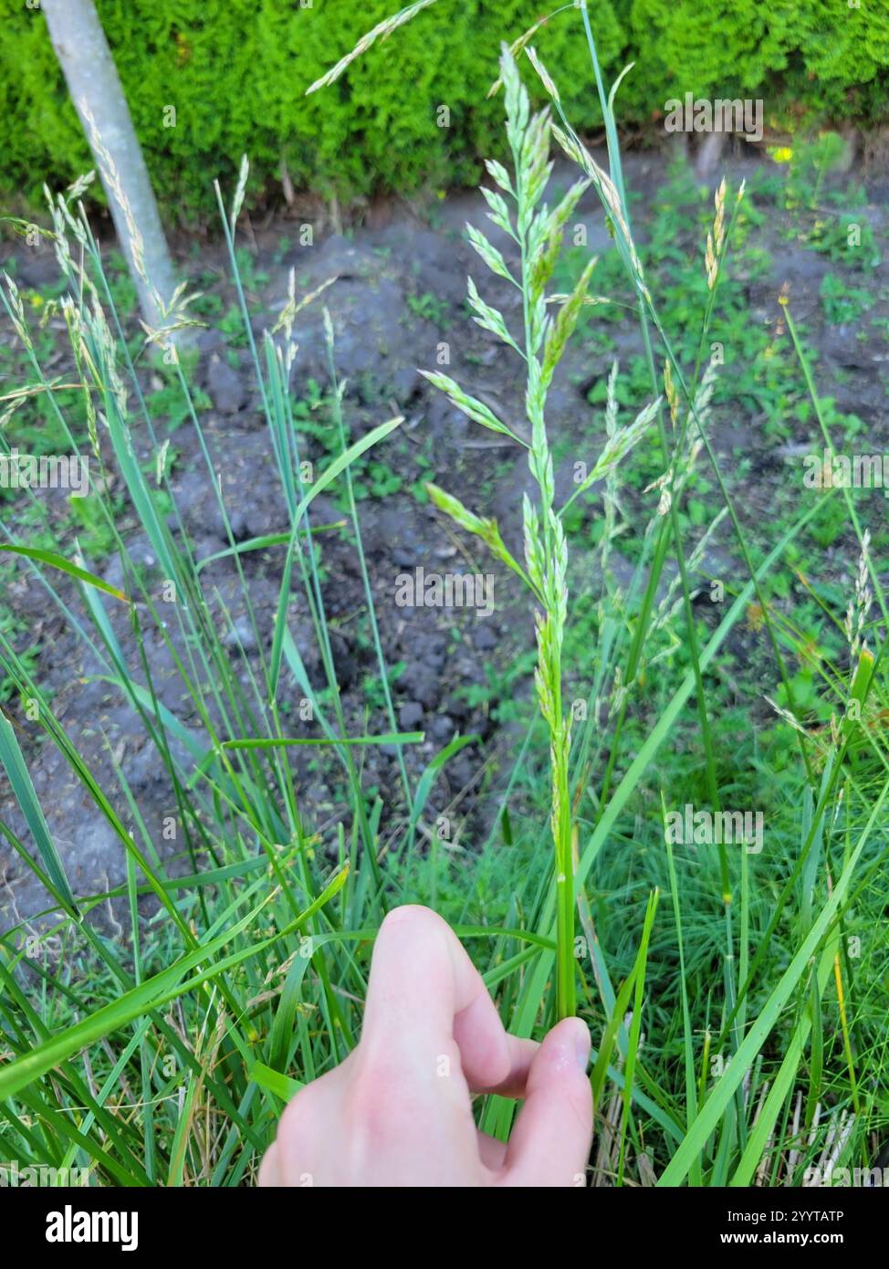 tall fescue (Lolium arundinaceum Stock Photo - Alamy