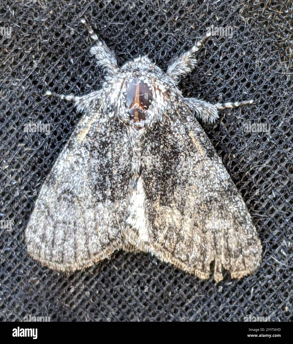 Brother Moth (Raphia frater Stock Photo - Alamy