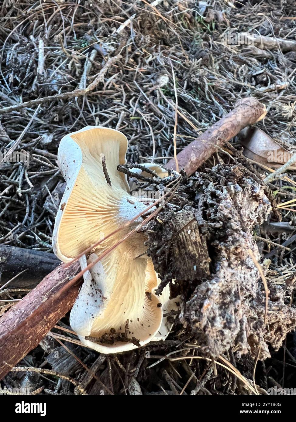 Cloudy Clitocybe (Clitocybe nebularis Stock Photo - Alamy