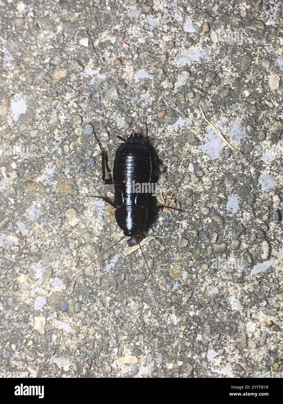 Oriental Cockroach (Blatta orientalis Stock Photo - Alamy