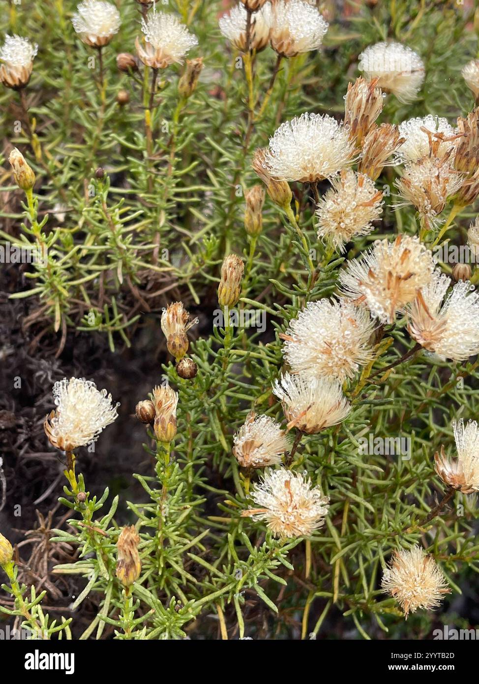 Eastwood's goldenbush (Ericameria fasciculata Stock Photo - Alamy
