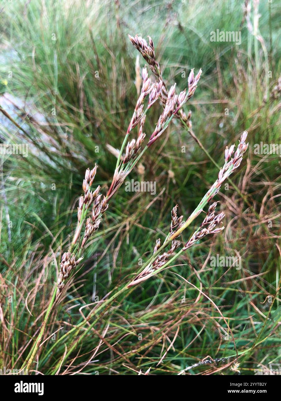 Heath rush juncus squarrosus hi-res stock photography and images - Alamy