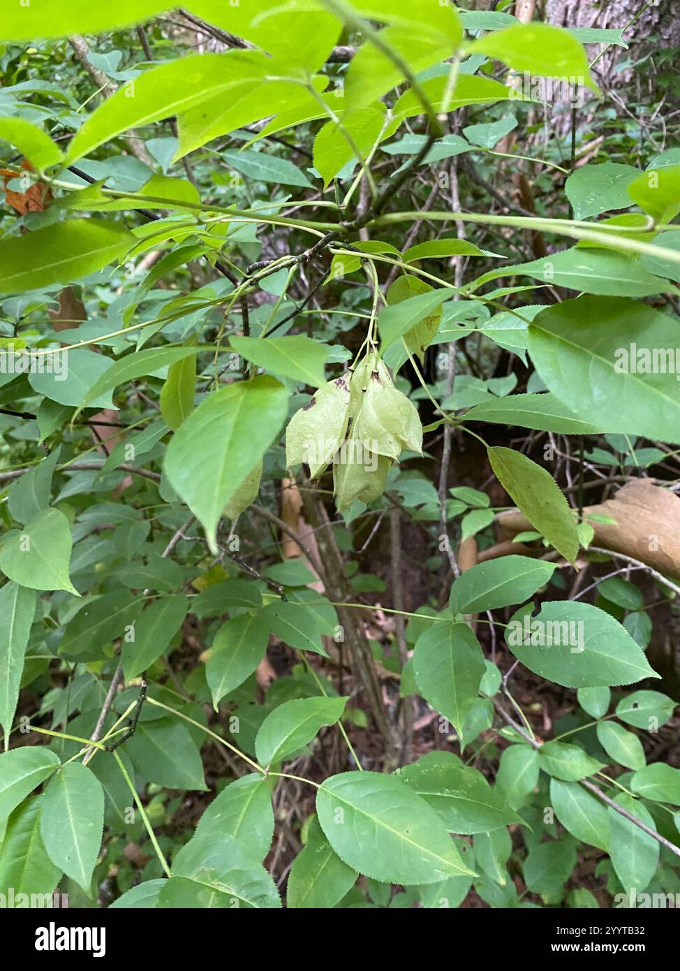 American bladdernut (Staphylea trifolia Stock Photo - Alamy