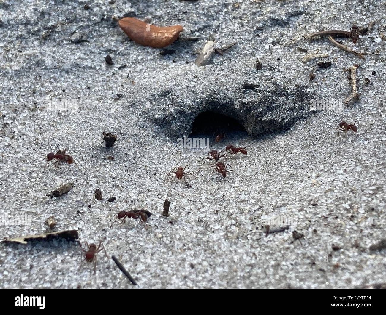 Florida Harvester Ant (Pogonomyrmex badius Stock Photo - Alamy