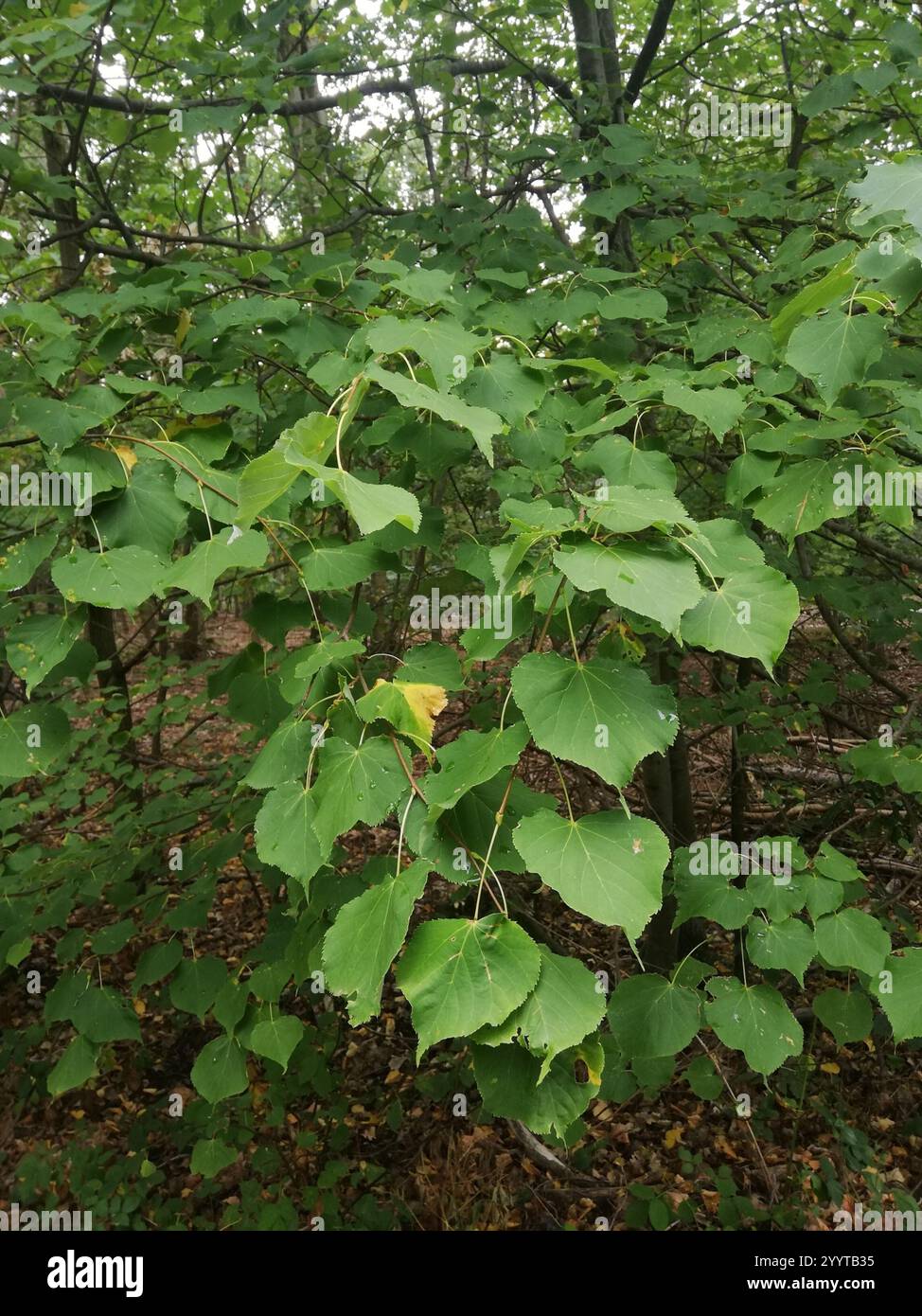 Small-leaved Lime (Tilia cordata Stock Photo - Alamy
