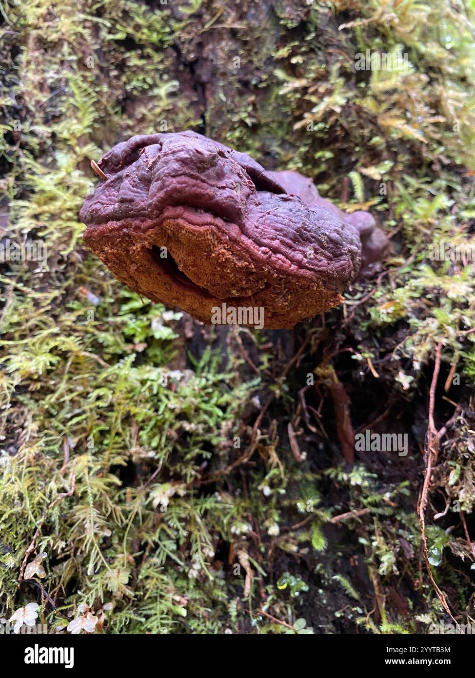 West Coast Reishi (Ganoderma oregonense Stock Photo - Alamy